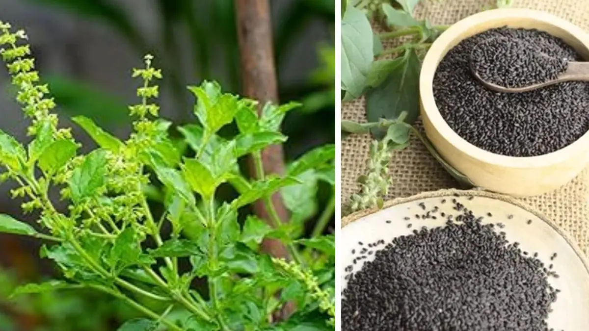 Tulsi Seeds Benefits: તુલસીના બીજનું સેવન કરવાના 8 ફાયદા વિશે જાણો ...