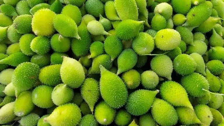 Kantola: પોષકતત્વોથી ભરપૂર કંટોલાના ફાયદા જાણો - benefits of nutrient ...