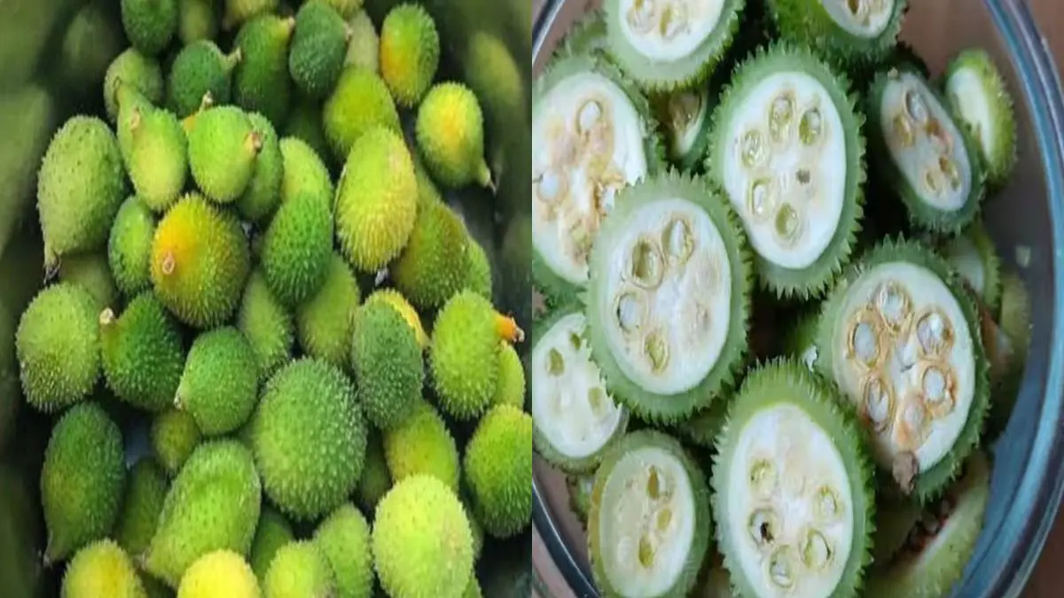 Kantola : આ 5 મોટી બિમારીનું જોખમ ઓછું કરે છે Kantola, જાણો તેની ...