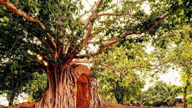 Peepal Tree Vastu Tips: પીપળાનું ઝાડ કાપી શકાય કે નહિ? જાણો તેની પાછળની ...
