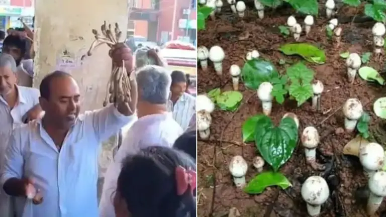 Tapi News: વરસાદી મશરૂમે ખેડૂતોને ખુશ કરી દીધા, વ્યારા માર્કેટયાર્ડમાં ...