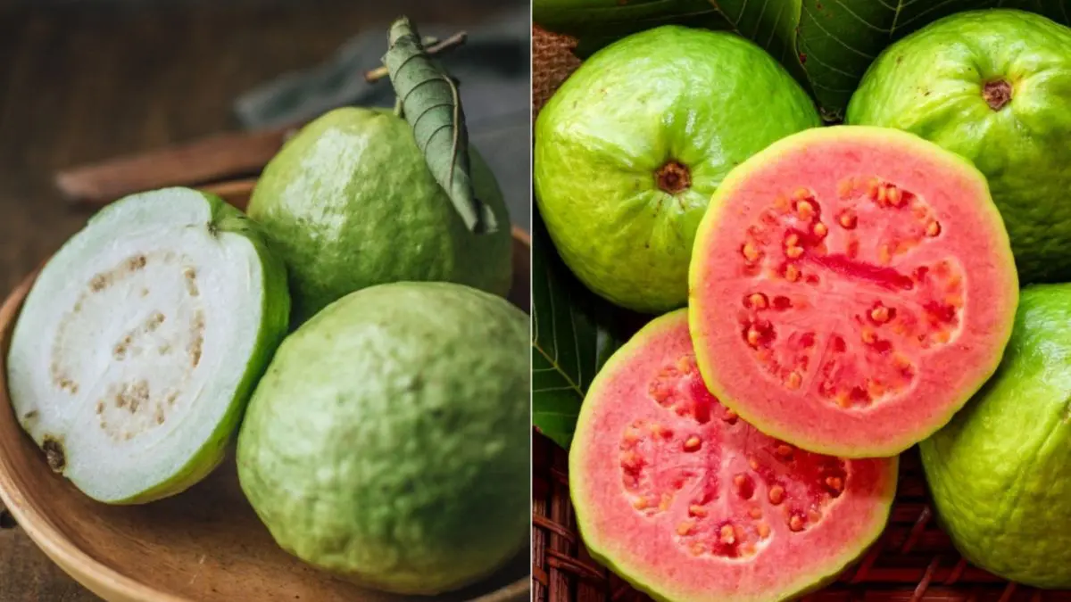 Best guava for Health: સફેદ કે લાલ જામફળ, સ્વાસ્થ્ય માટે શું છે યોગ્ય ...