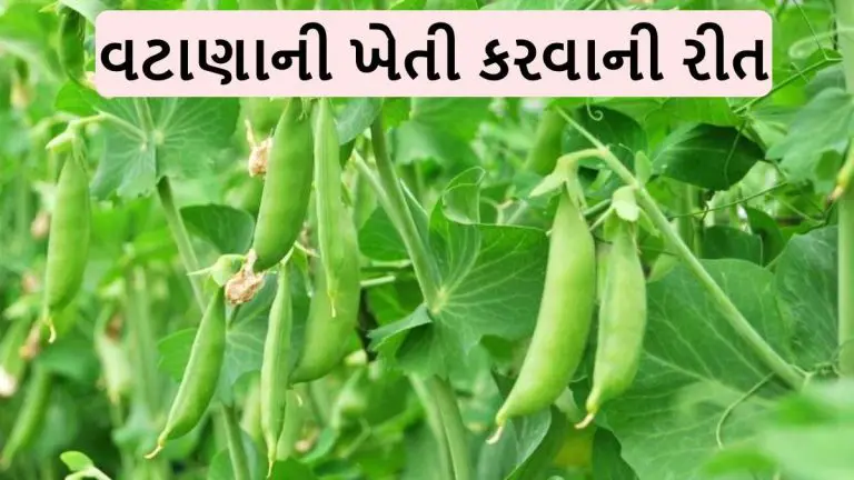 Natural Farming: પ્રાકૃતિક ઢબે વટાણાની ખેતી કરવાની સરળ રીત જાણો
