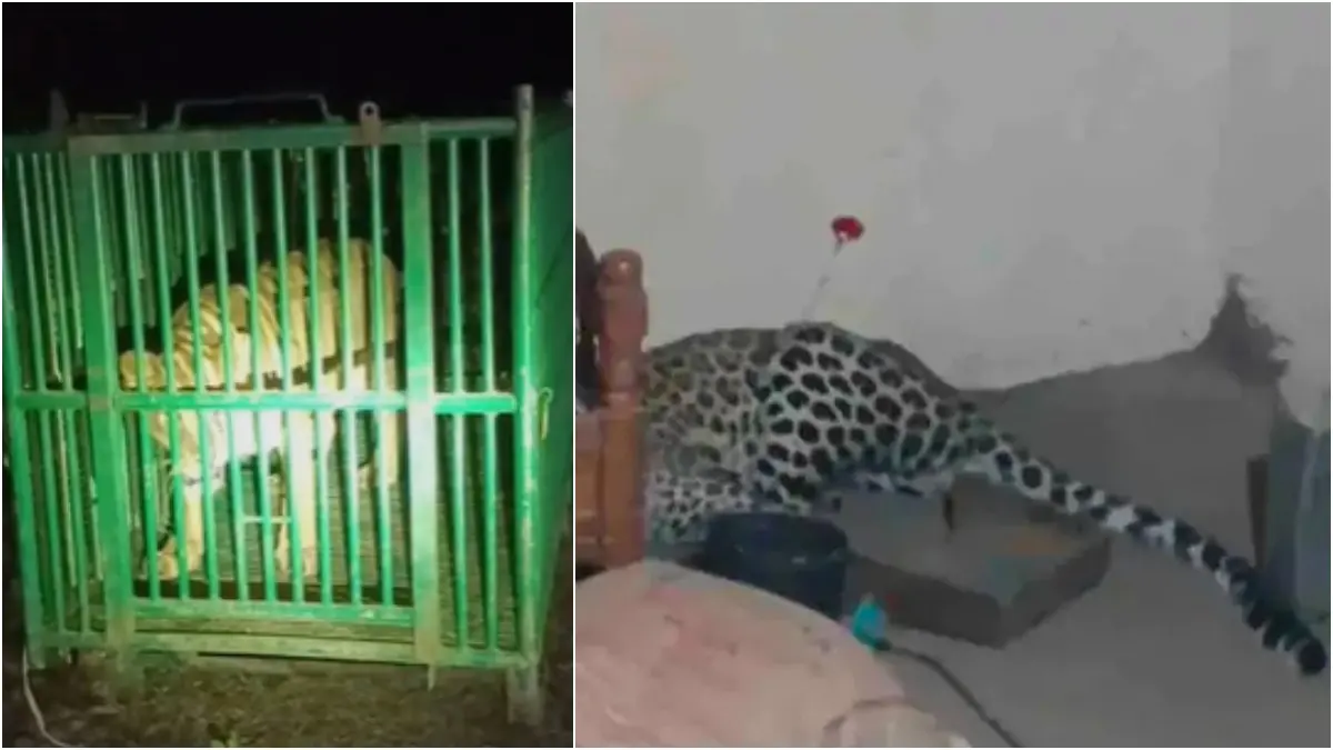 Amreli: નાની ધારીમાં મધરાતે મકાનમાં દીપડો ઘૂસ્યો, પરિવારની સૂઝબૂઝથી ...