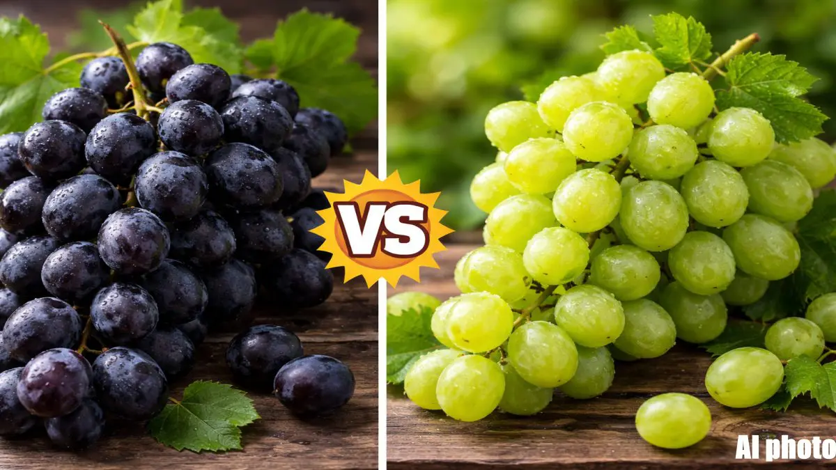 Black Grapes vs Green Grapes: કાળી અને લીલી દ્રાક્ષમાંથી કઈ છે 'સુપરફૂડ ...