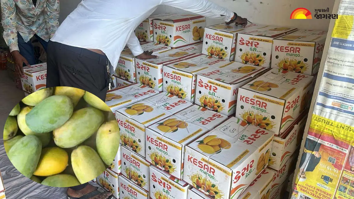 Mango Prices in Ahmedabad: અમદાવાદમાં કેસર કેરીના આજના લેટેસ્ટ ભાવ ...