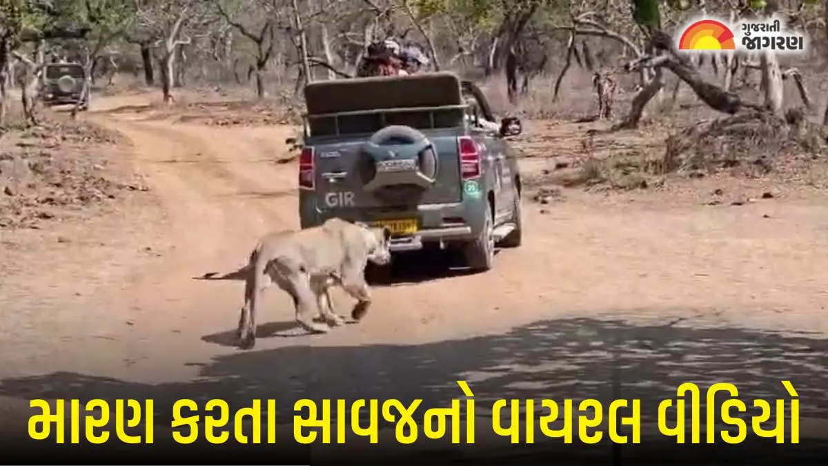 VIDEO: સાસણમાં પ્રવાસીઓની નજર સામે સિંહ-સિંહણે કર્યો શિકાર, જુઓ રૂંવાડા ...